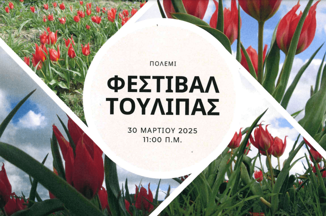 To φεστιβάλ άγριας τουλίπας στο Πολέμι είναι γεγονός - Pafos Press